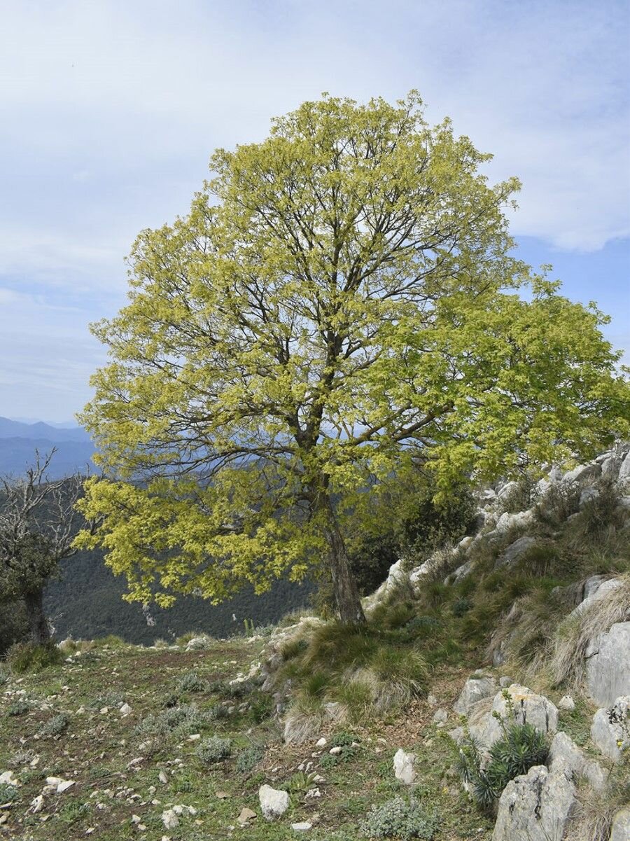 Семена Клён Итальянский (Acer opalus), 10 штук