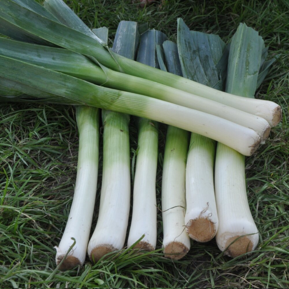 Семена Лук порей Порбелла 0,2 г (Престиж)