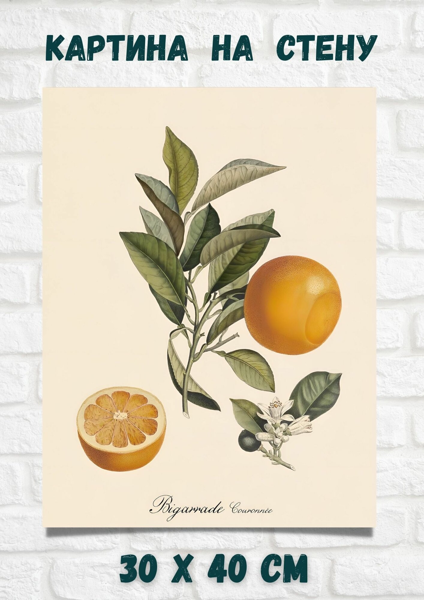 Картина на холсте на кухню Ботаника "Апельсин" 30х40