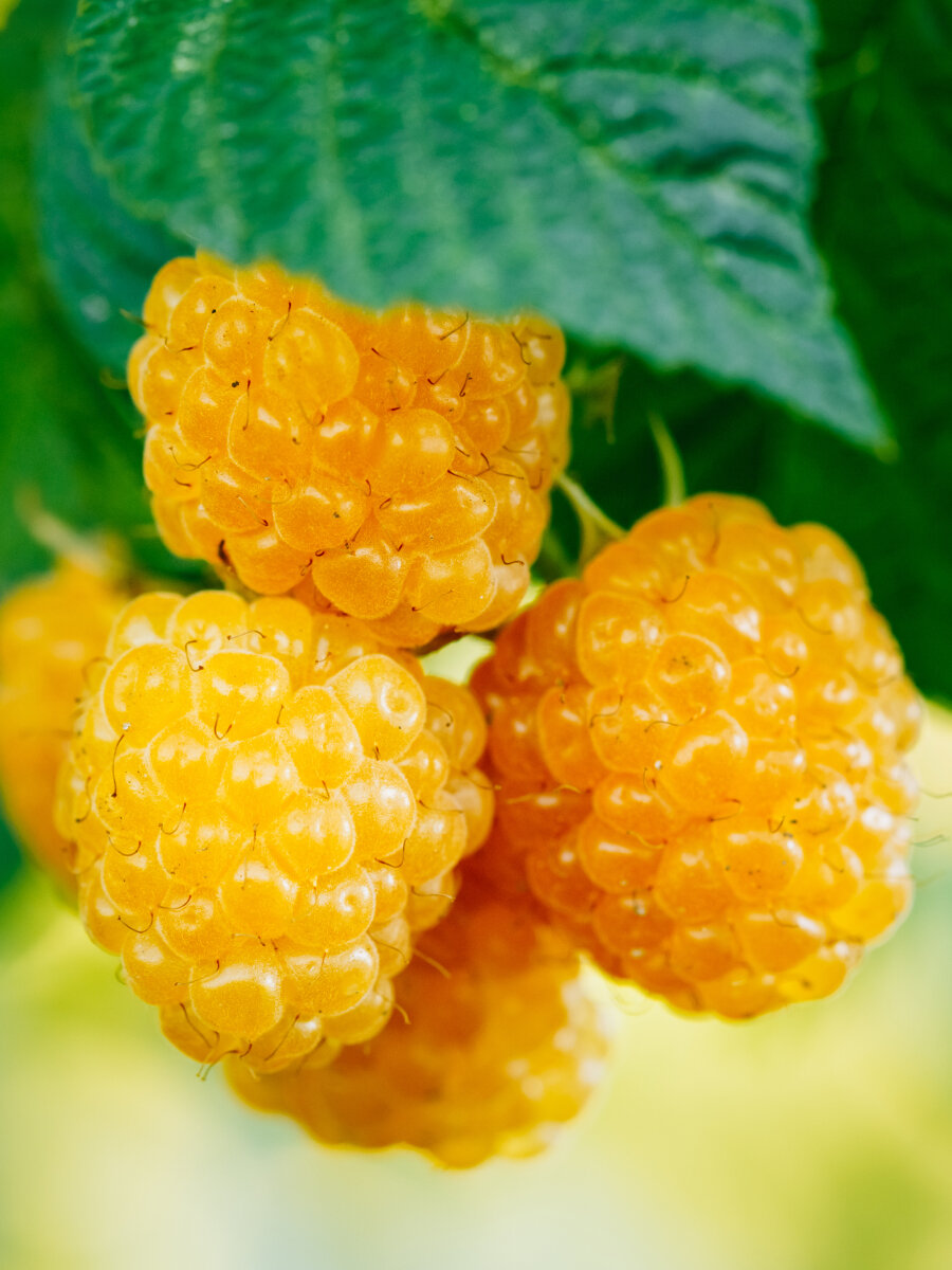 Малина крупноплодная Золотистый гигант 1 шт / высокоурожайный сорт