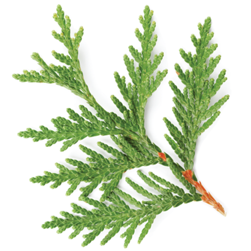 Туя, трава, пакет, беловодье, 25 г