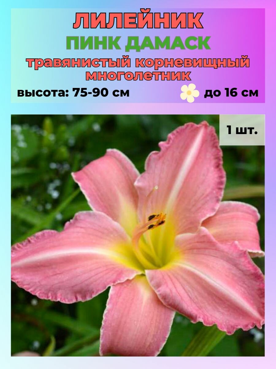 Лилейник Пинк Дамаск, корневище 1 штука