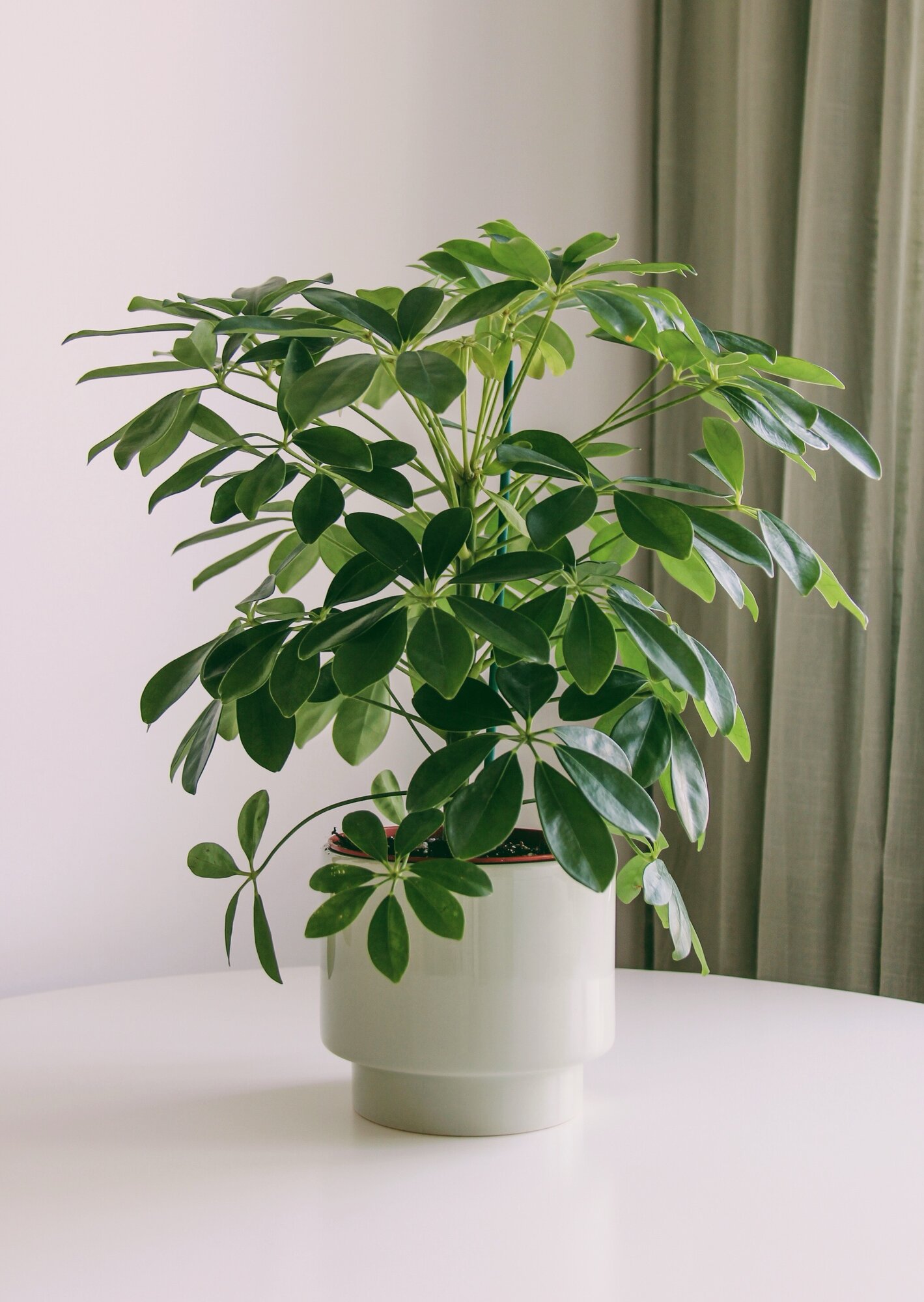 Комнатное растение Шеффлера, неприхотливое, высота с горшком 60см