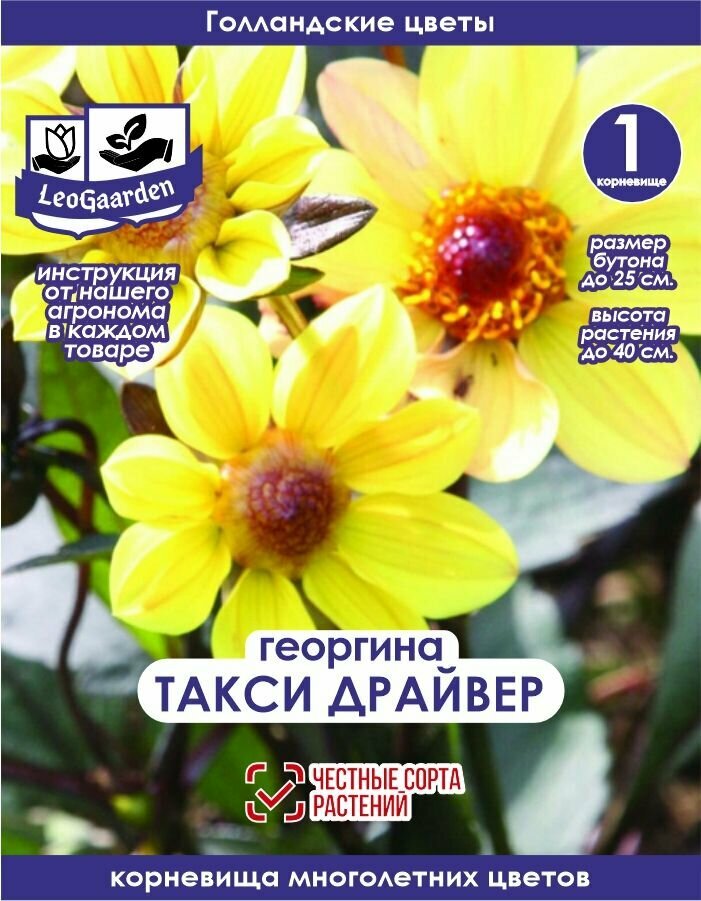 Георгина Корневище, Такси Драйвер, 1 шт