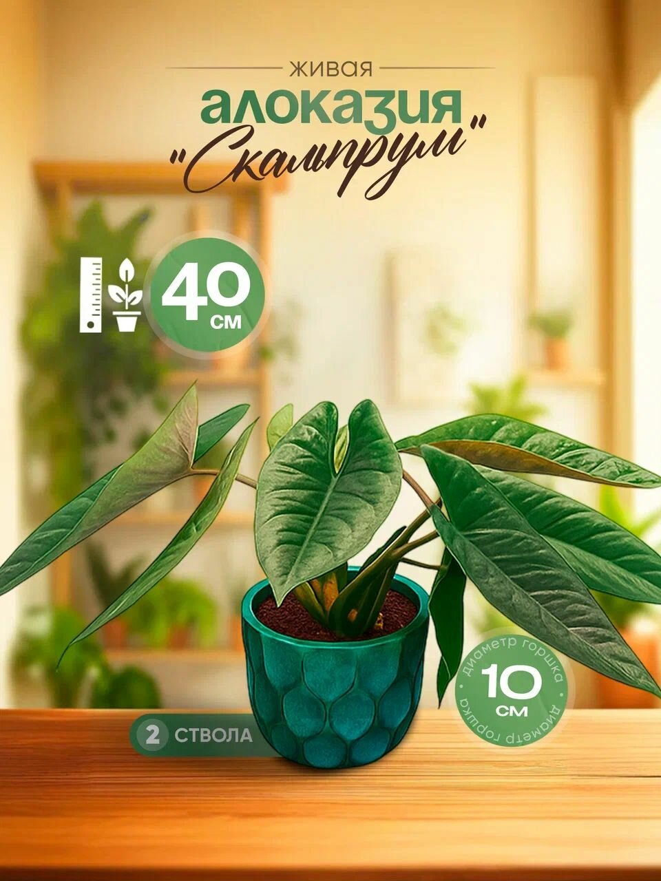 Алоказия Скальпрум 25x10, комнатное растение для дома, квартиры и офиса