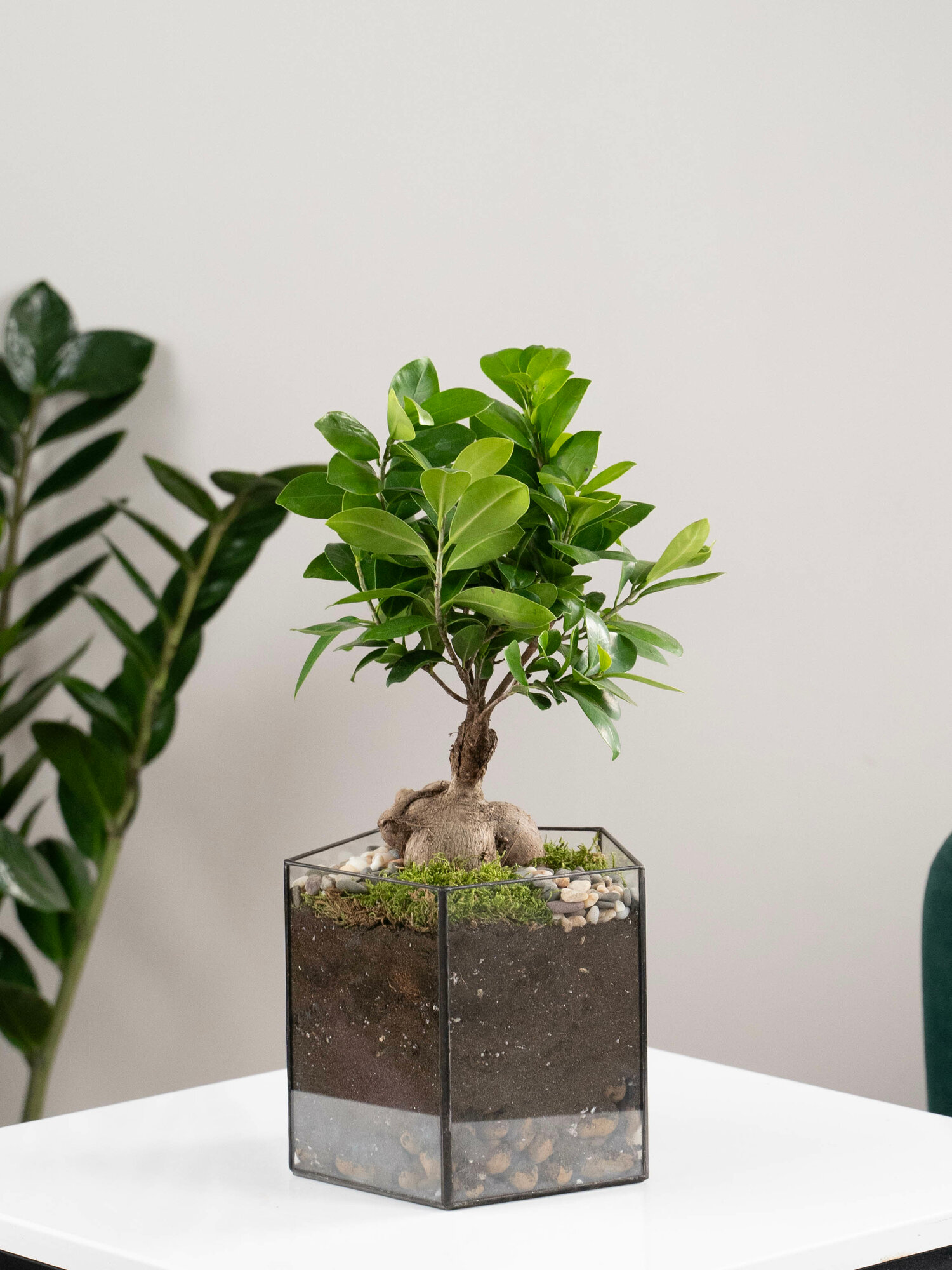 Geo Glass: Фикус микрокарпа бонсай в кашпо ручной работы, живое дерево в горшке 30-35 см