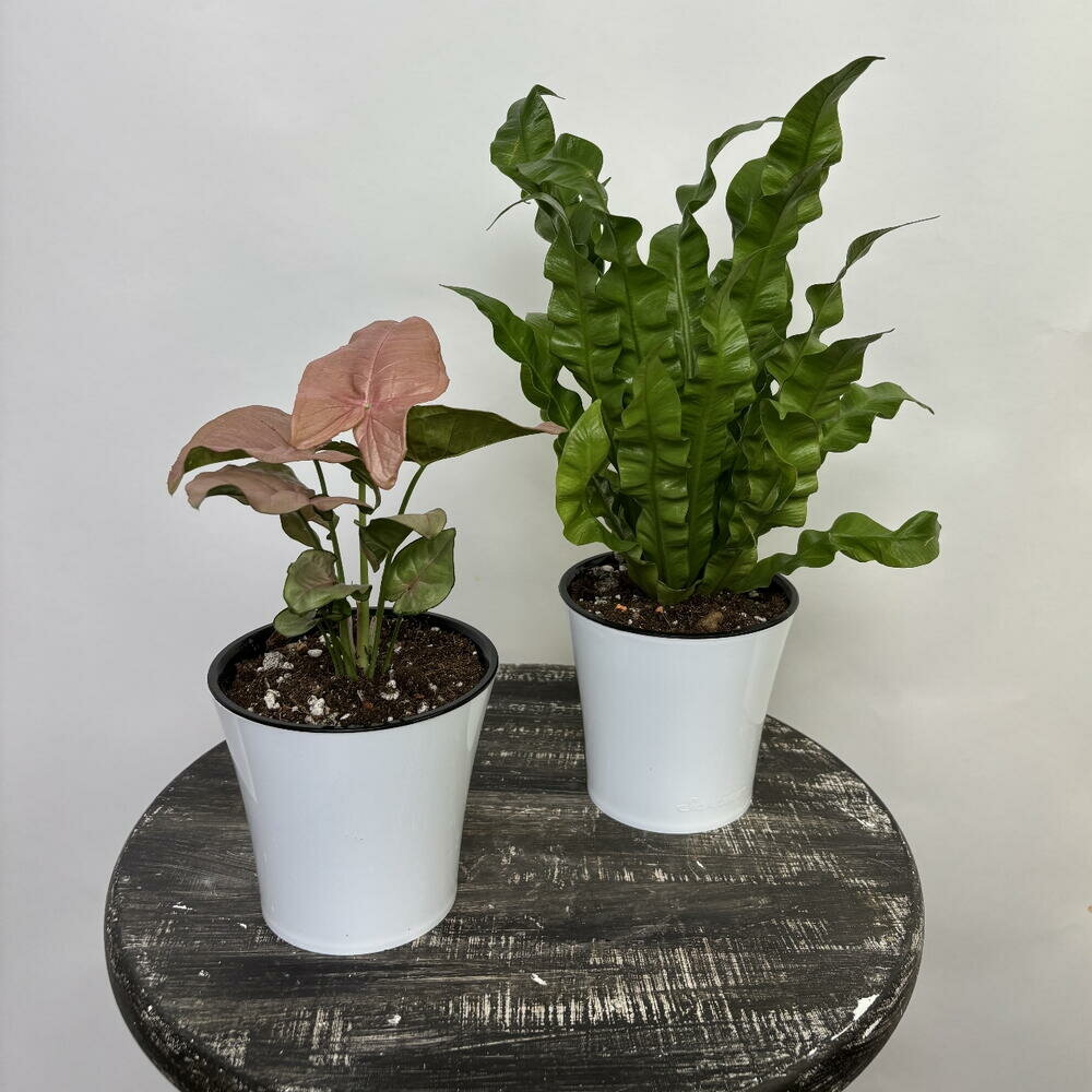 Набор комнатных растений в пластиковых горшках. Асплениум Криспи Вейв и Сингониум Ред Харт, 20 см