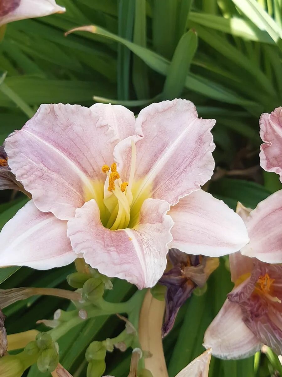 Лилейник Барбара Митчелл