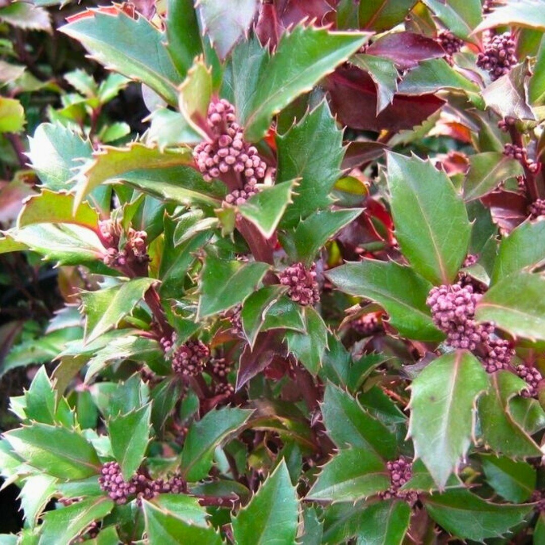 Падуб Мезерва Хекенстар (1 саженец в горшке Р9), Нидерланды