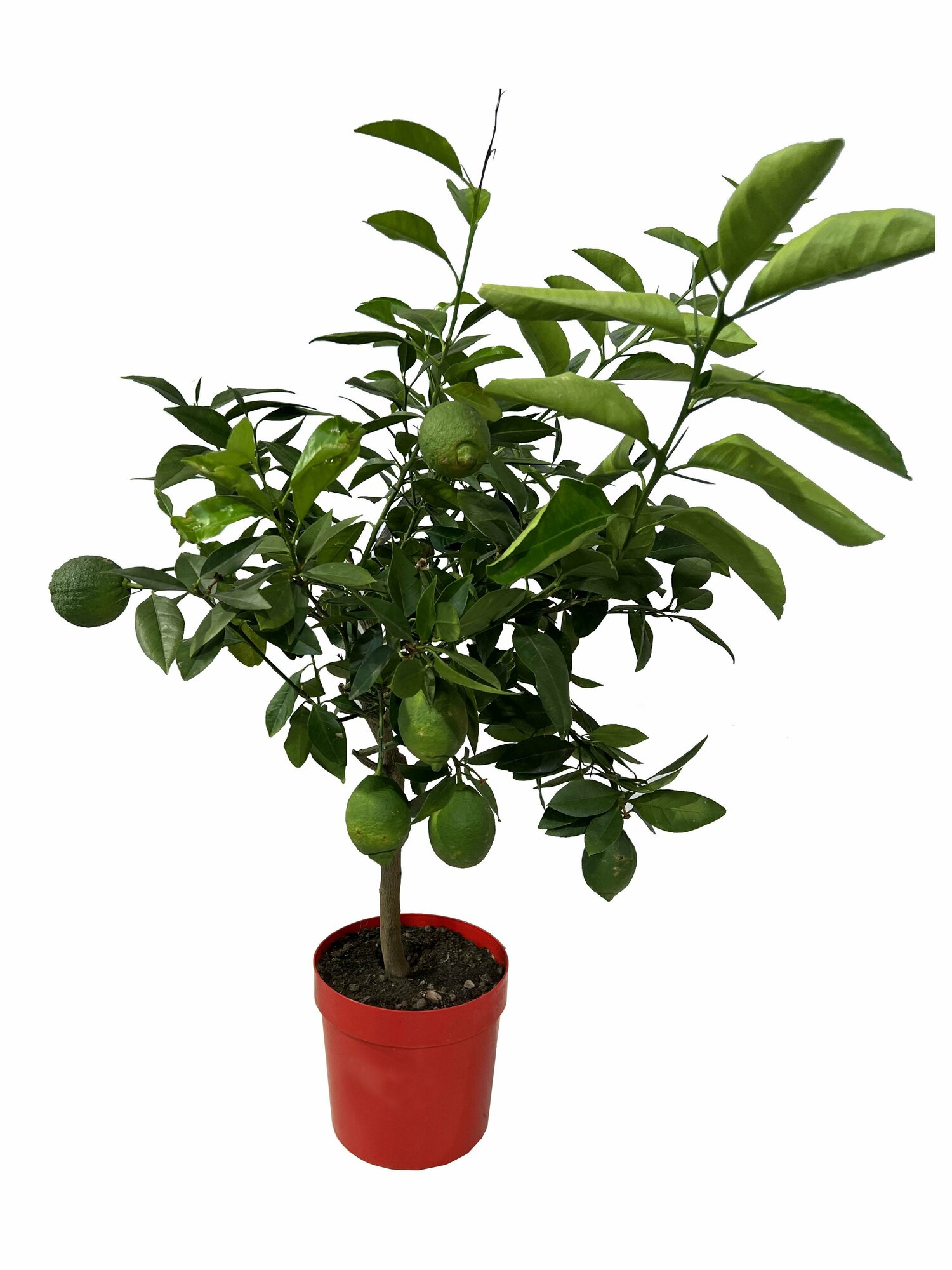 Лимон Россо - Limone Rosso D24 H90