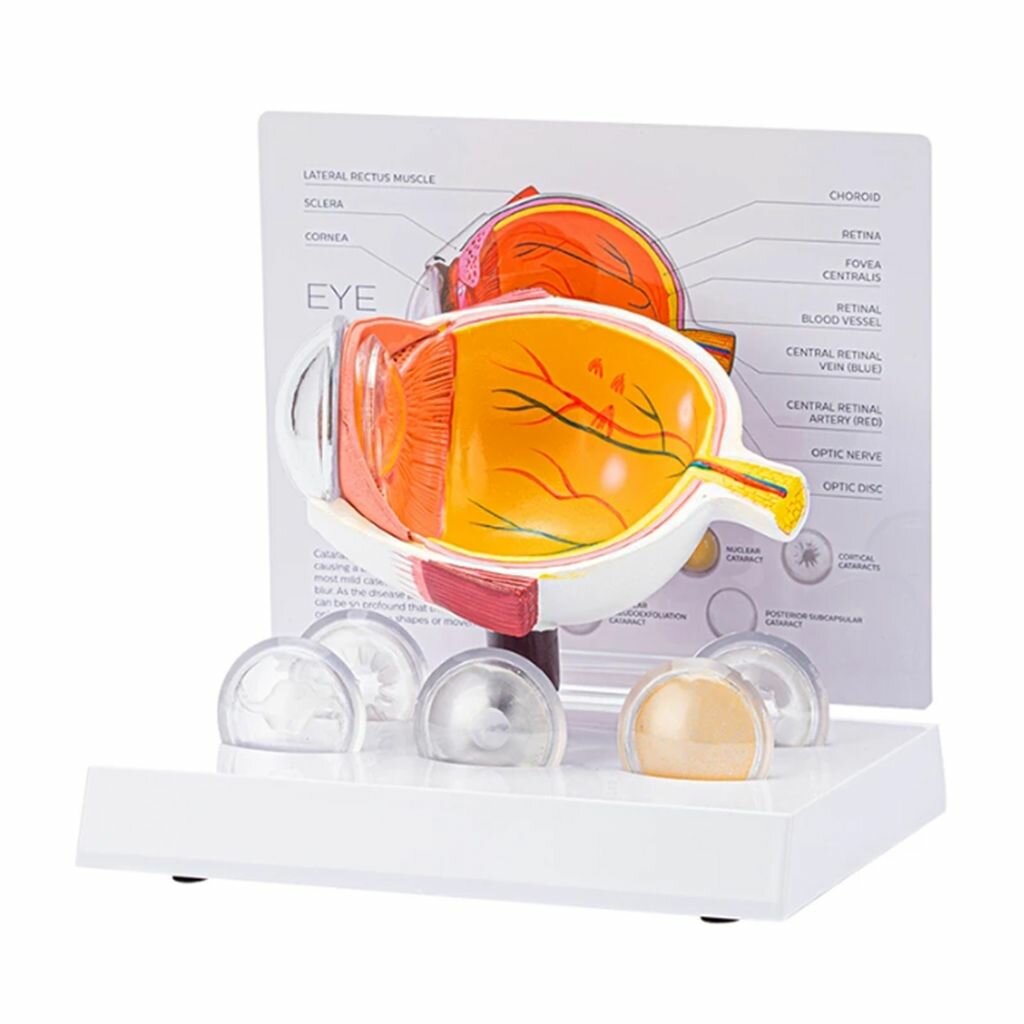 Голубовато-белая модель внутреннего глазного яблока