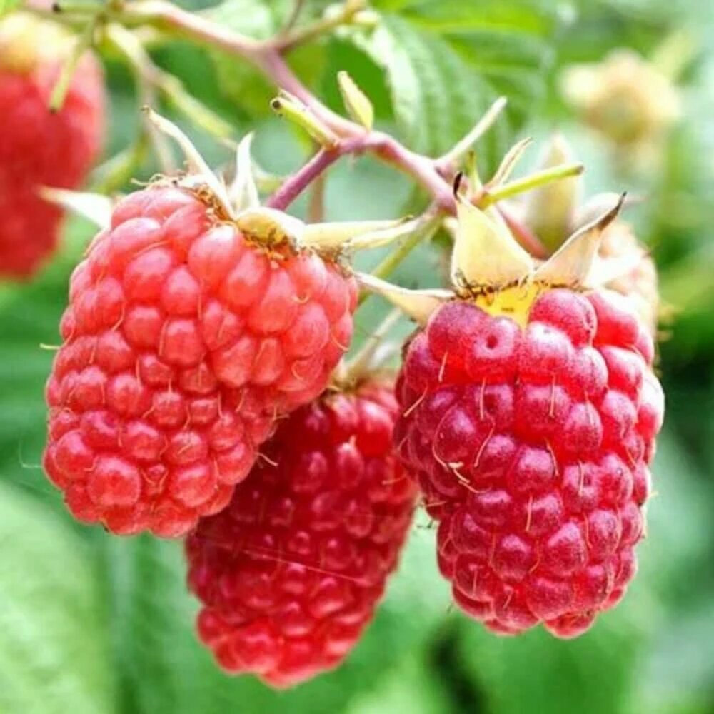 Малина крупноплодная Глен Ампл / 1 шт, среднеспелый, морозостойкий сорт