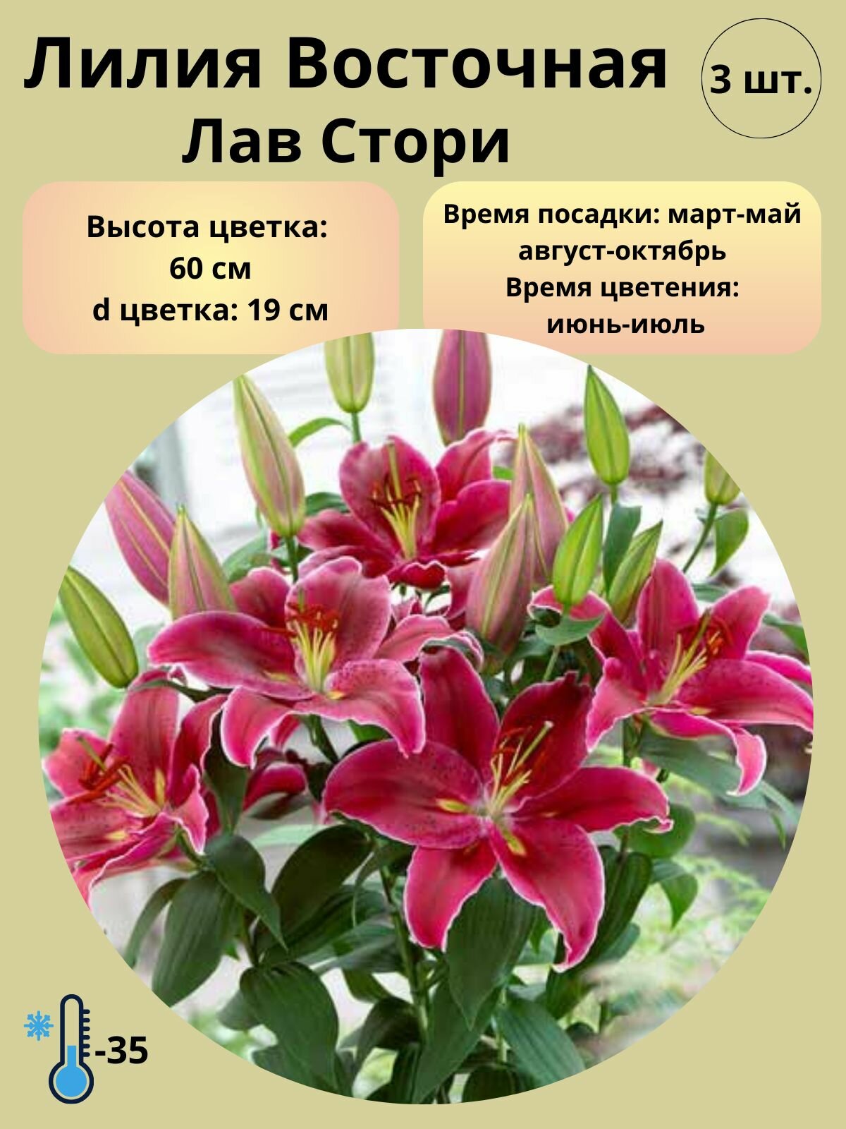 Лилия Восточная, луковицы 3 шт