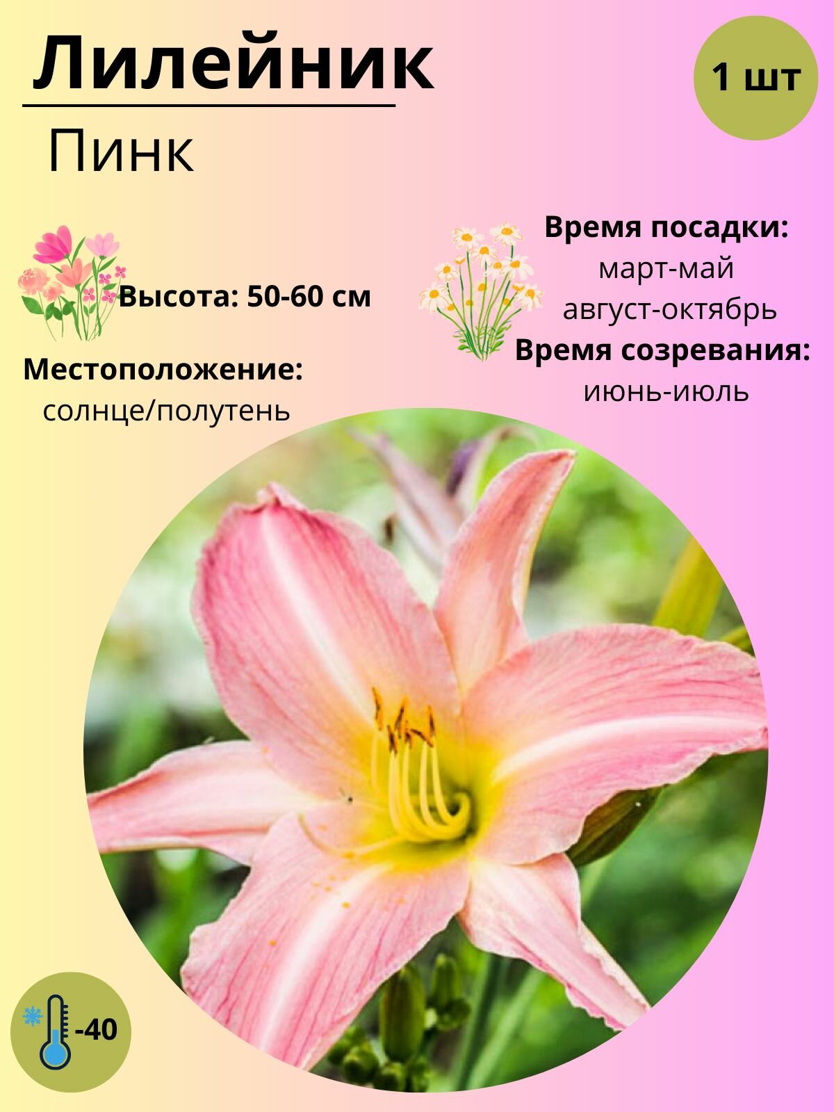 Лилейник Пинк, многолетние цветы