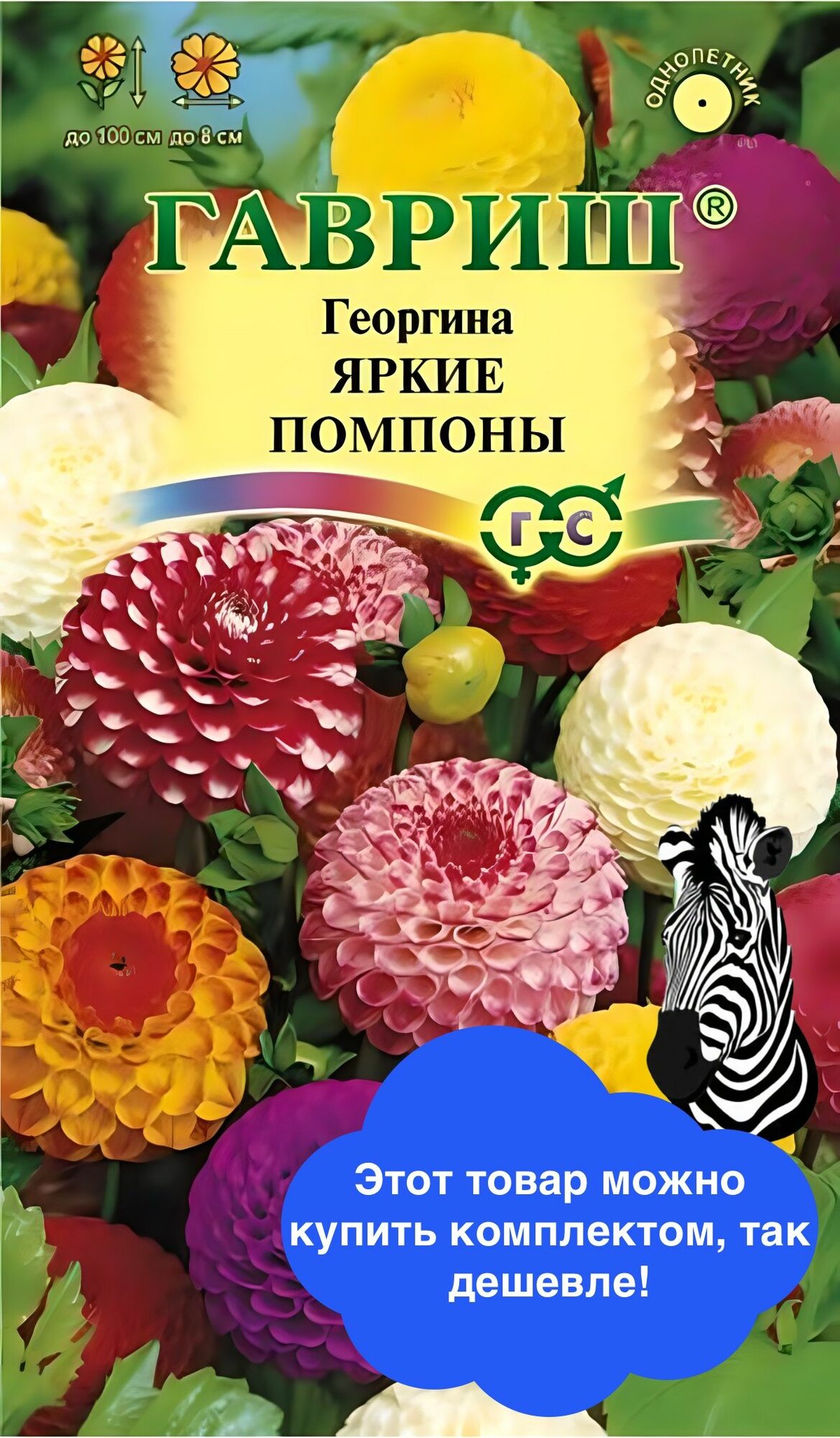 Цветы Георгина Яркие помпоны