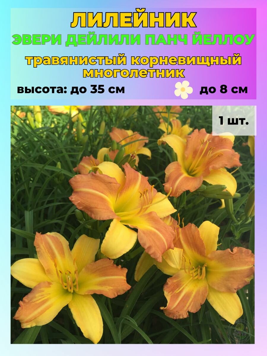 Лилейник Эвери Дейлили Панч йеллоу, корневище 1 штука