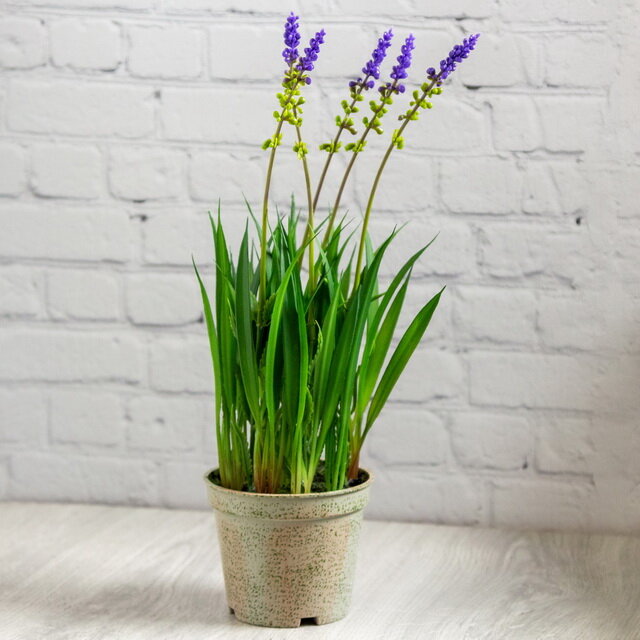 Искусственный цветок в горшке Лаванда Loddon Blue 23 см, Edelman, 1062878-1