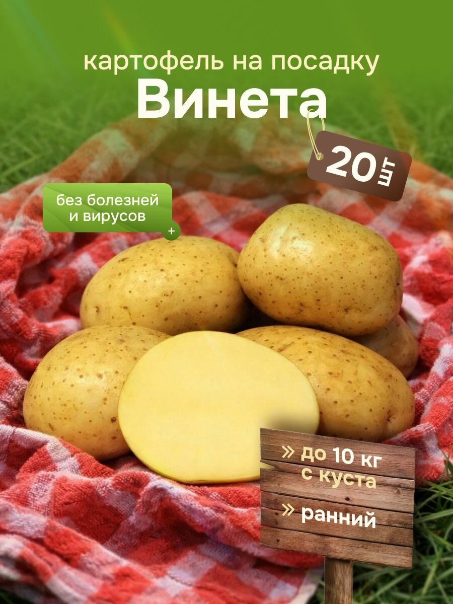 Семенной картофель на посадку Винета 20 шт (ранний)