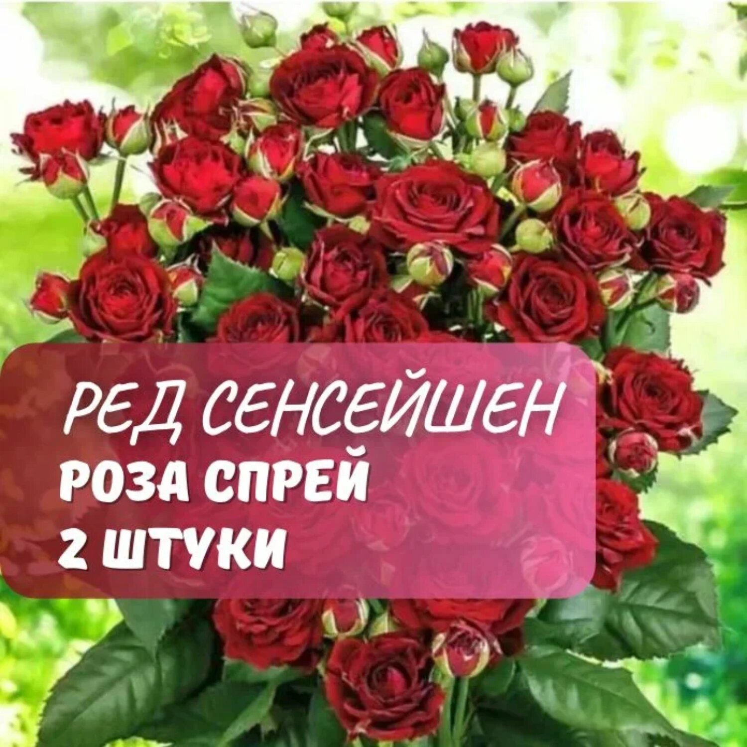 Роза спрей "Ред Сенсейшн", морозостойкая, многолетняя, 2 саженца