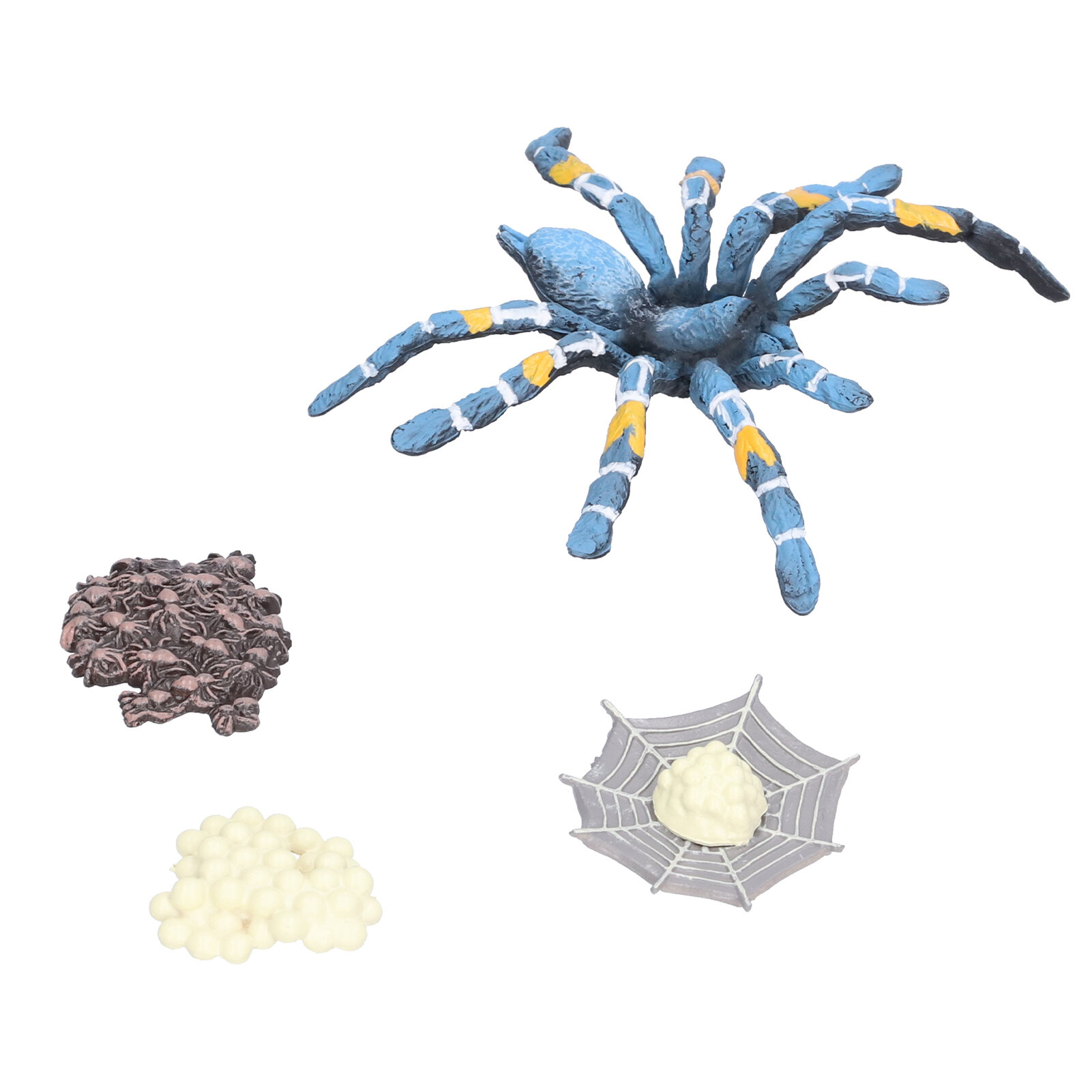 Модель жизненного цикла паука для детей – Образовательная игрушка для изучения развития насекомых и животных