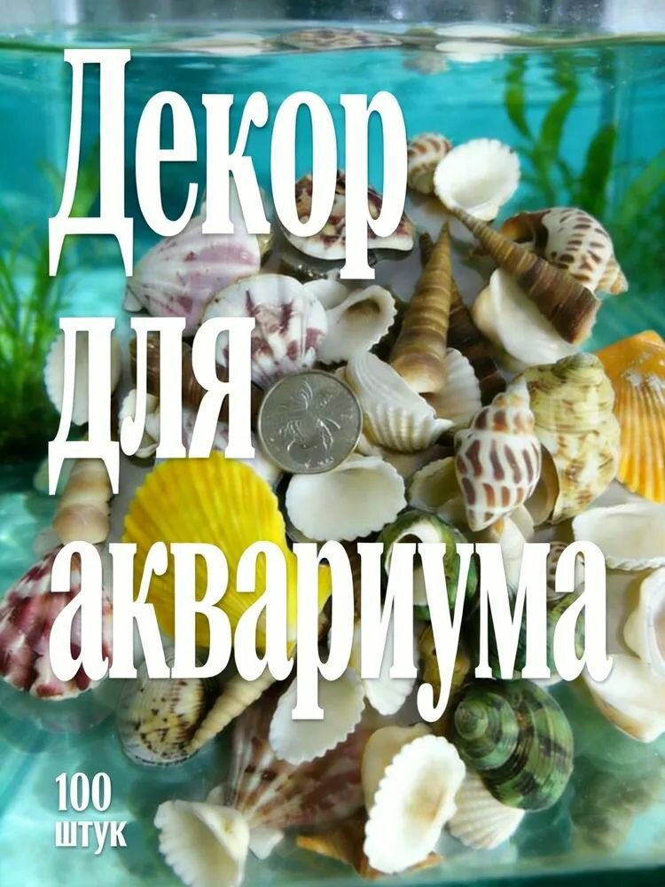 Морские ракушки 30шт. Подарочный Набор океанические ракушки для декора и творчества
