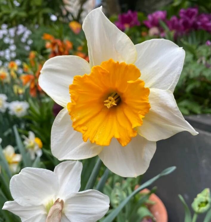 Нарцисс Джун Элисон крупнокорончатый 3шт / Луковицы крупнокорончатых нарциссов