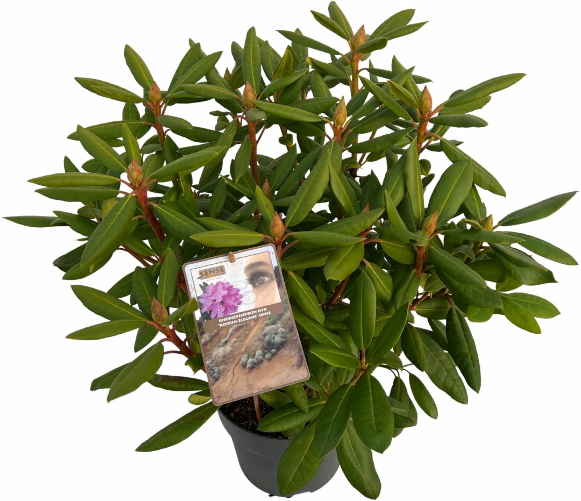 Рододендрон Розеум Элеганс 875672, горшок, декоративно-цветущий, 1 шт