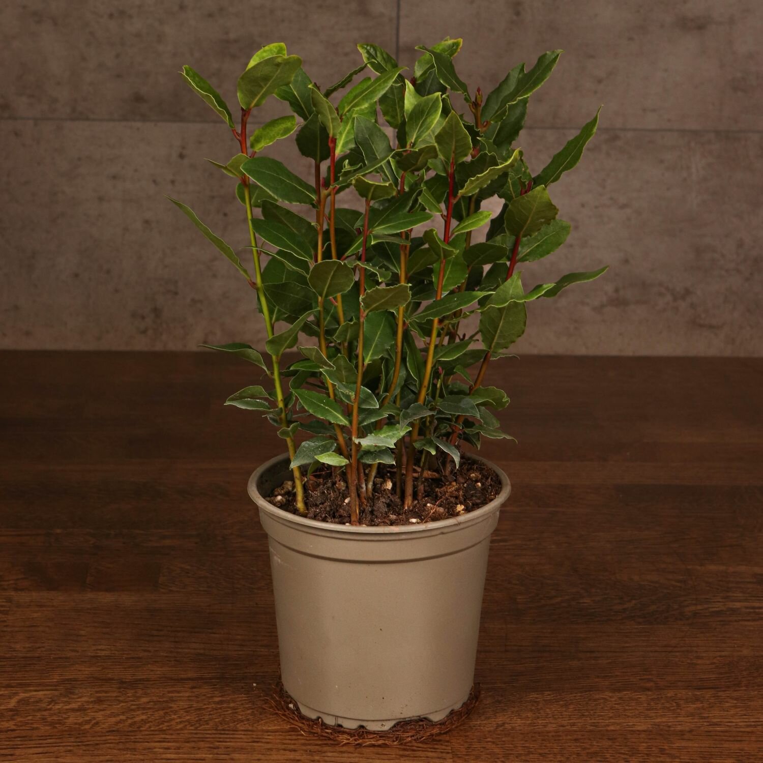 Лавр Нобилис куст 40/14