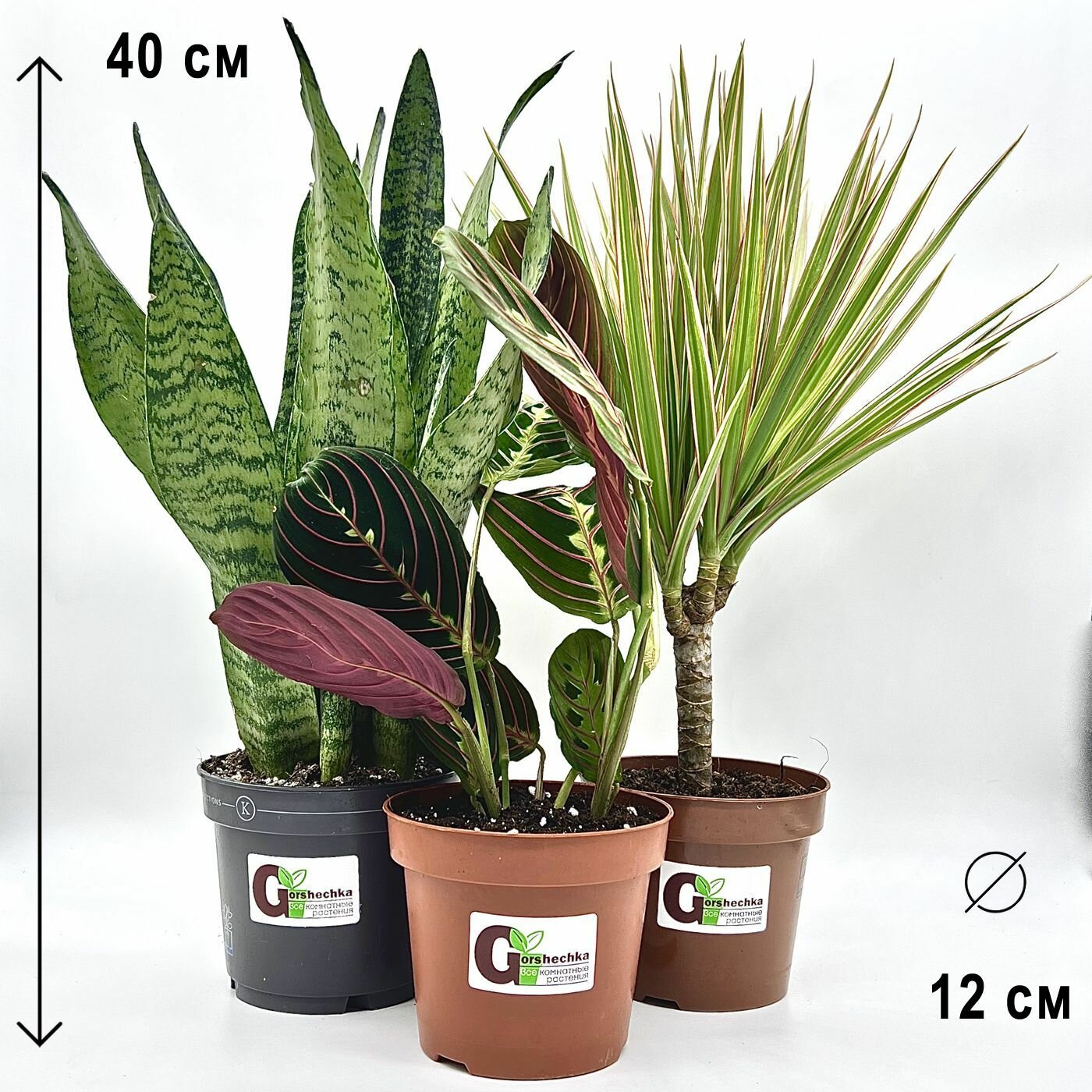Набор 3 растения (d12): Сансевиерия Зейланика, Маранта, Драцена Маргината, высота 30-40см