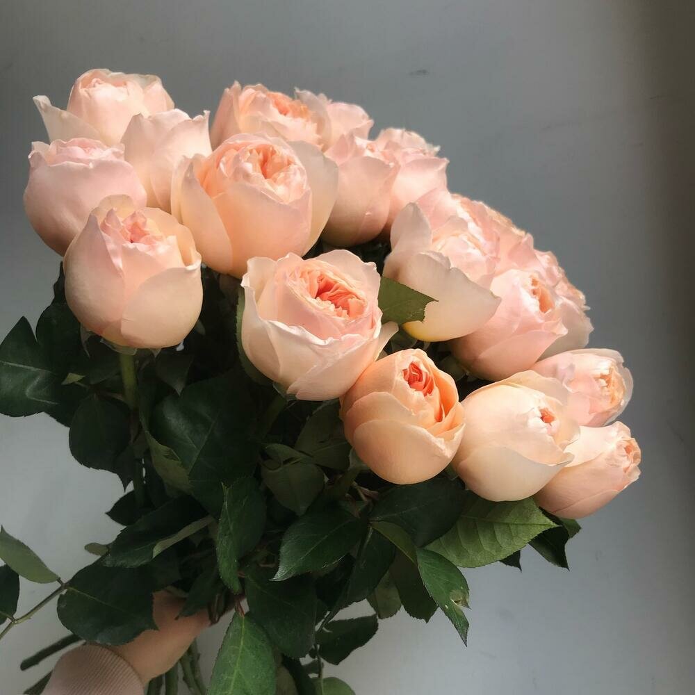 Букет PROTEA "Джульетта", пионовые розы, 50см, 21 цветок, монобукет