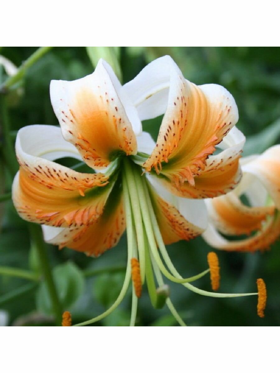 Лилия Луковица, Леди Алиса, тигровая, 2шт