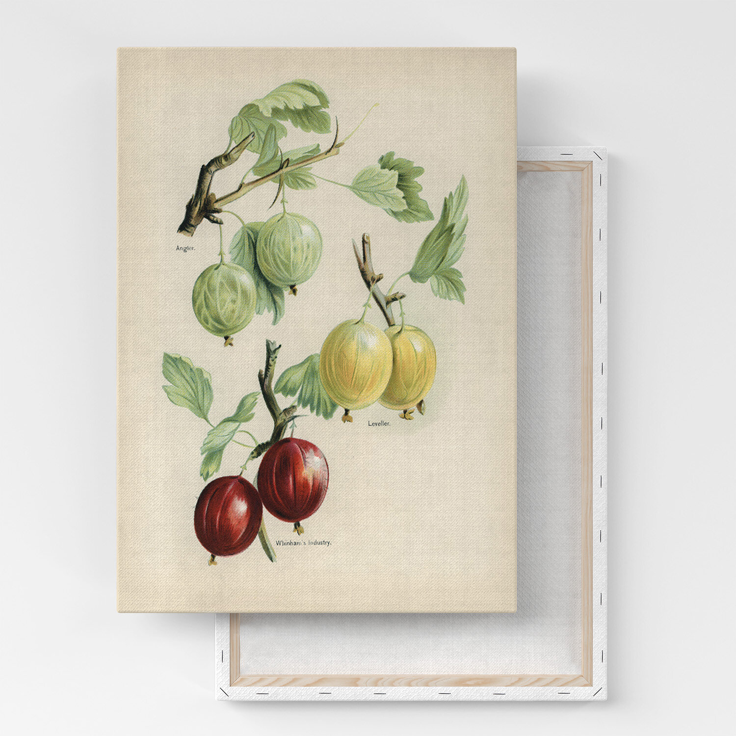 Картина на холсте, репродукция / Гравюры фруктов - крыжовник / Размер 40 x 53 см
