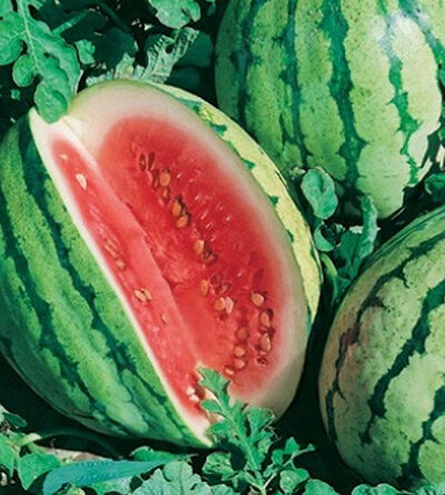 Семена Арбуза Волжанин (1 гр.)