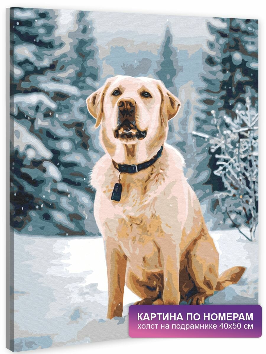 Картина по номерам на холсте с подрамником 40х50 см. Природа, животные, рыбы, птицы. Собаки, щенки. "Лабрадор", арт. 5320/