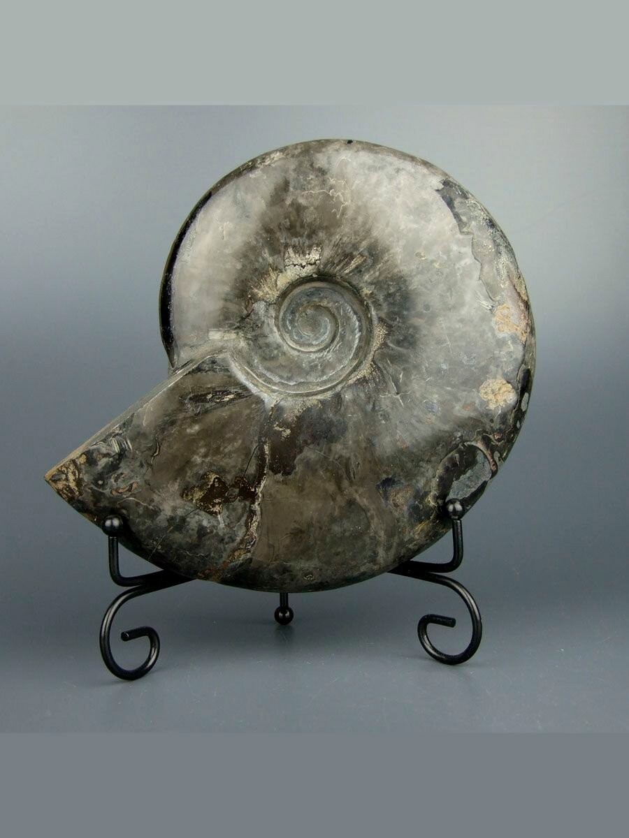 Аммонит черный Cleoniceras Мадагаскар, символ вечной жизни 20 см