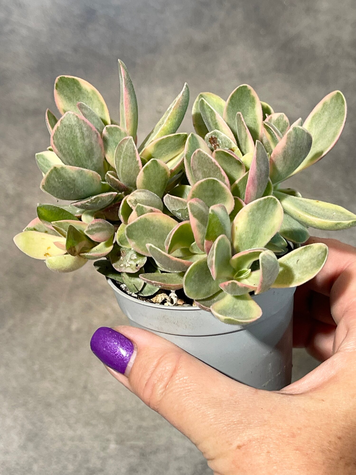 Крассула Мани Мейкер Вариегата d7