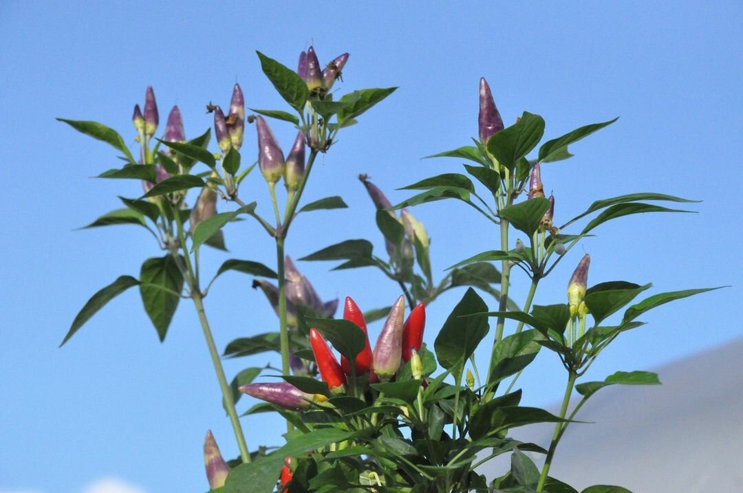 Семена Острого перца Ornamental Masquerade 7шт+ бонус