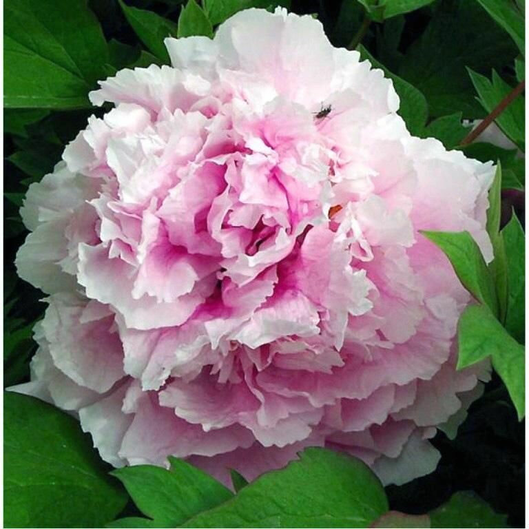 Пион древовидный Песня Дождя 1шт