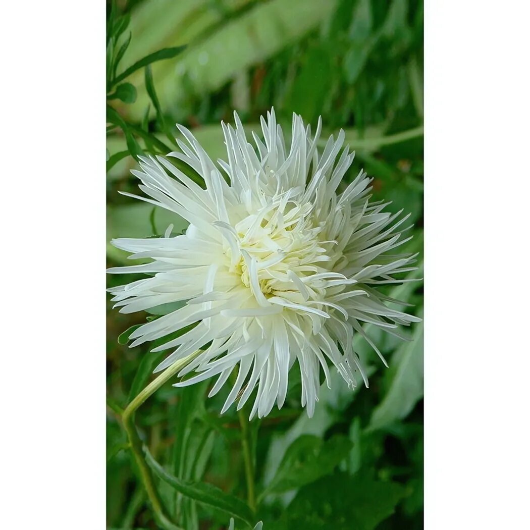 Семена астра игольчатая Комильфо, густомахровая, белая, для клумб, 0,5 г