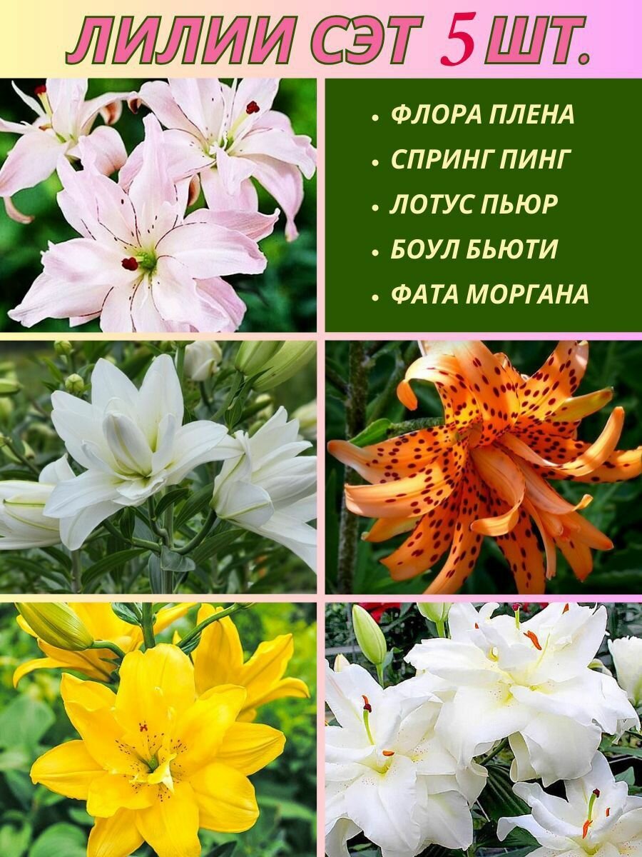 Лилии азиатские, луковицы, сет из 5 штук