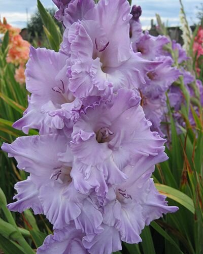 Гладиолус Голубой топаз 1шт