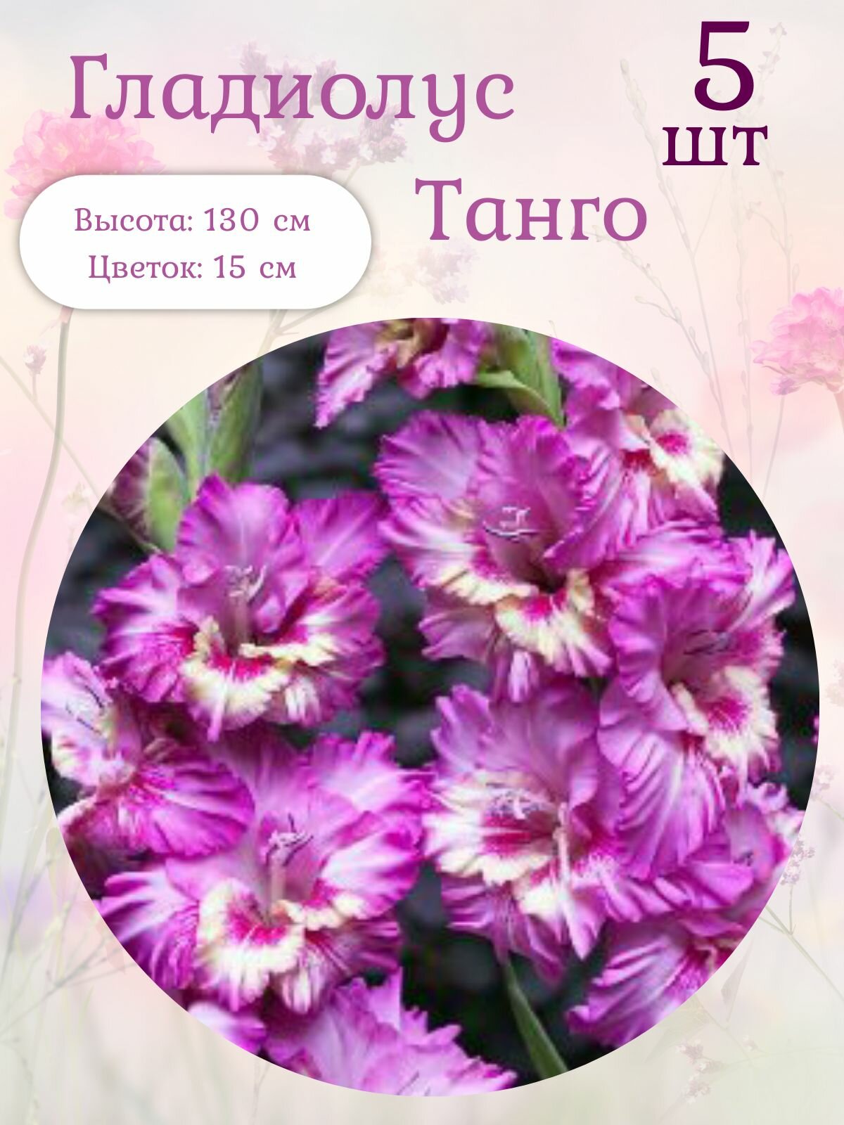 Гладиолусы, многолетние цветы, луковицы 5 шт.