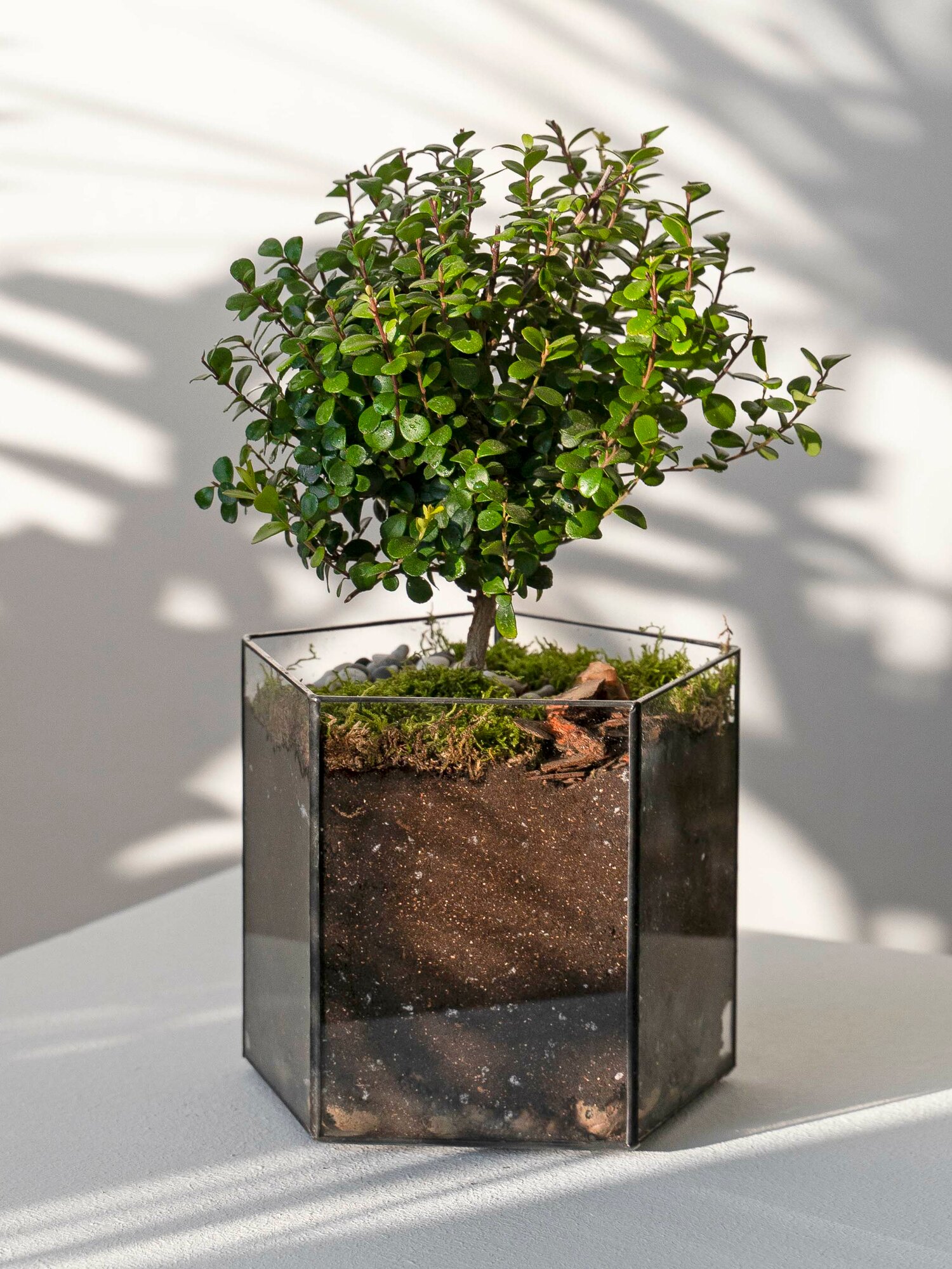 Geo Glass: Дерево Мирсина , мирт комнатный в стеклянном кашпо Тиффани 25-30 см