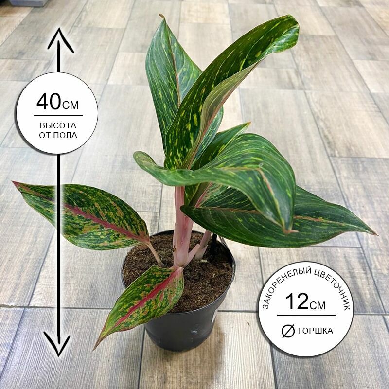 Аглаонема Пепер Беллс 12*40, живое комнатное растение в горшке, Закоренелый Цветочник