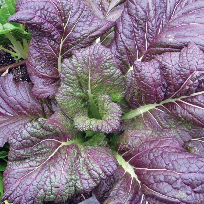 Cемена Горчица сарептская (салатная) Садко