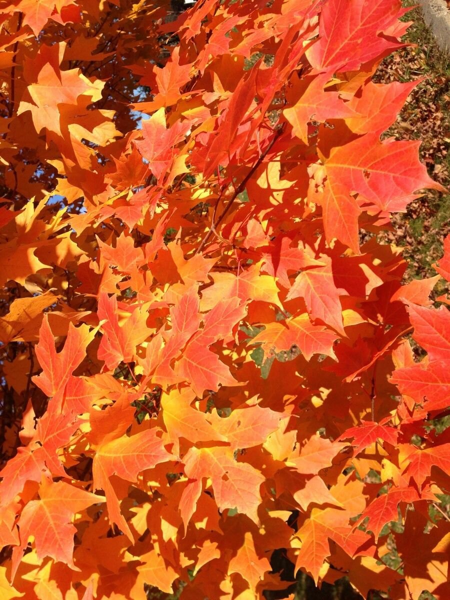 Клен сахарный канадский семена 10 штук