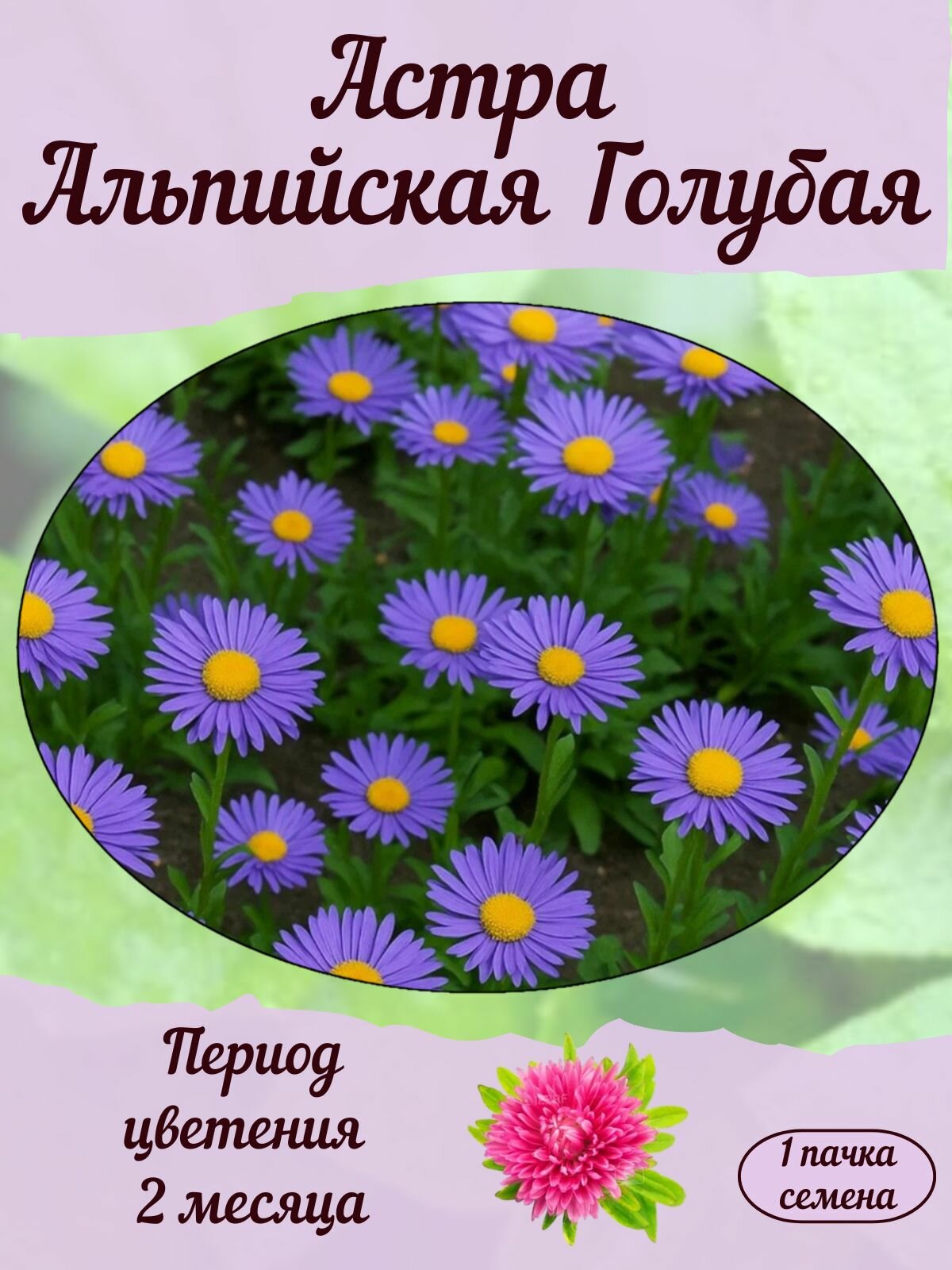 Астра Альпийская Голубая, семена, 10 шт, 15 гр.