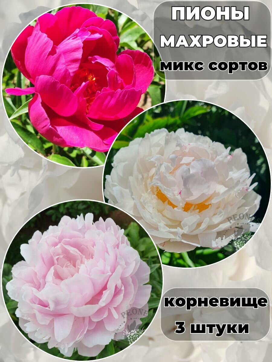 Пионы махровые, многолетние цветы, для вертикального озеленения, микс сортов, 3 штуки