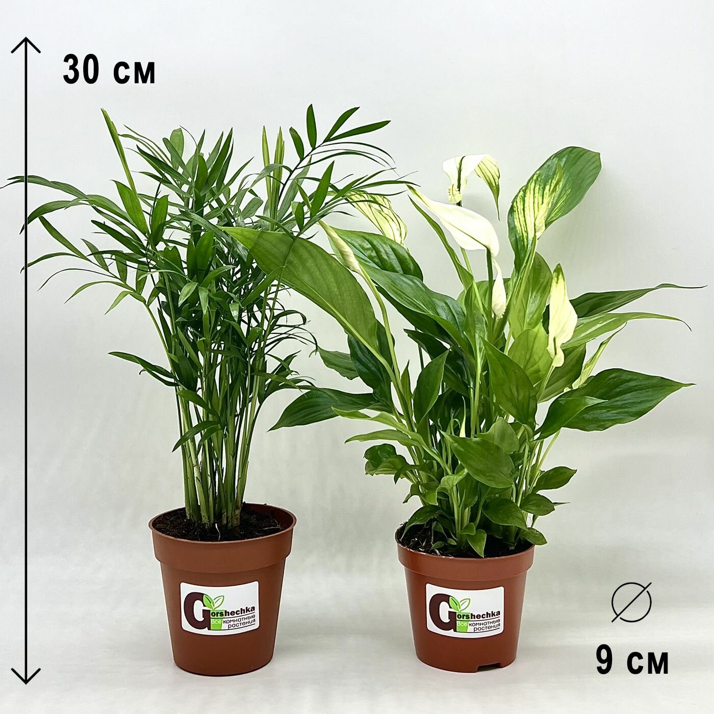 Набор 2 растения (d9): Спатифиллум, Хамедорея, высота 30см