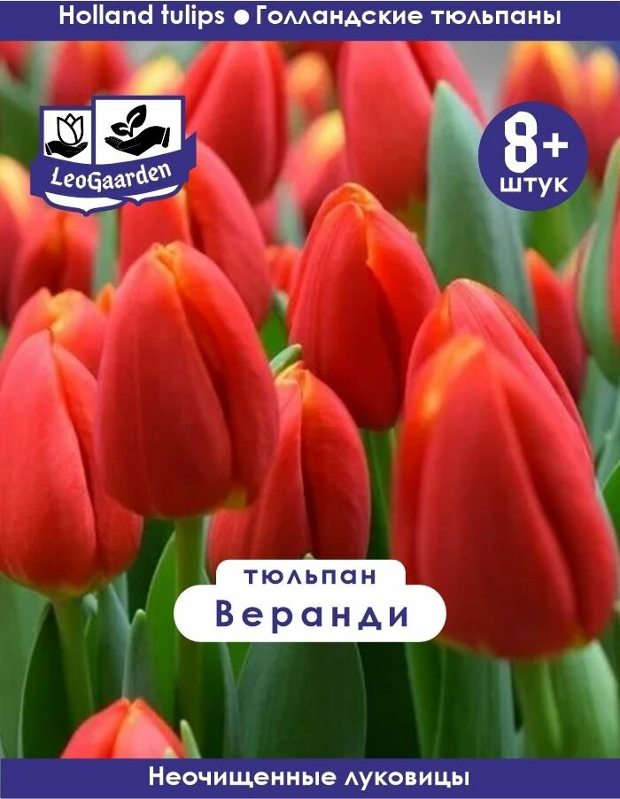 Тюльпан Луковица, Веранди, 8+ шт